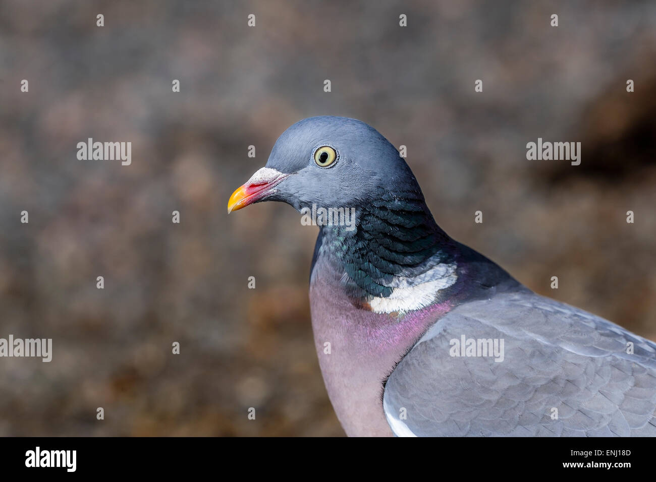 Portrait de pigeon ramier commun Banque de photographies et d’images à ...