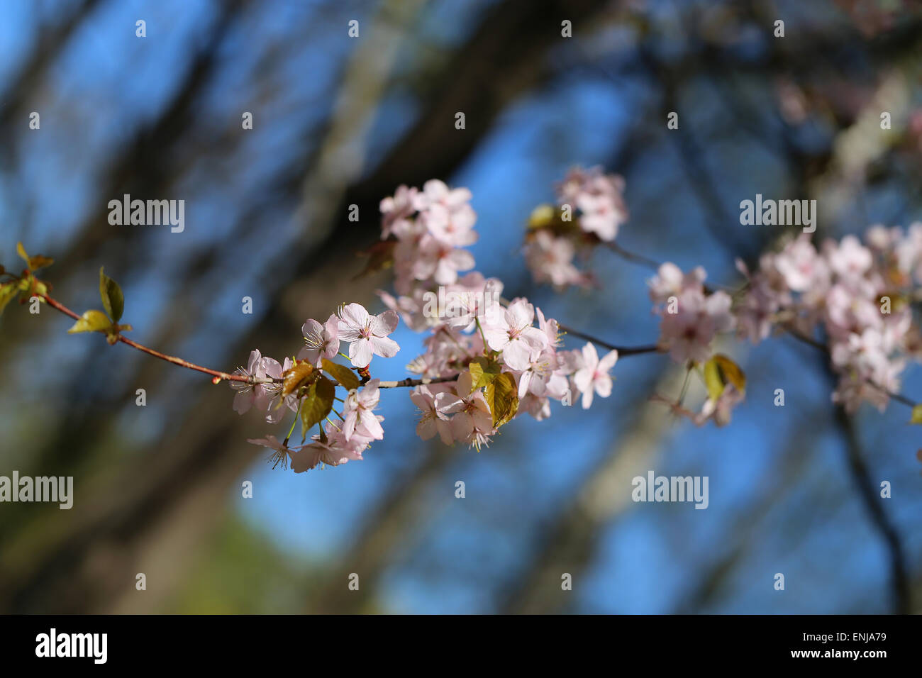 Feuilles et fleurs de cerisier Banque de photographies et d’images à ...