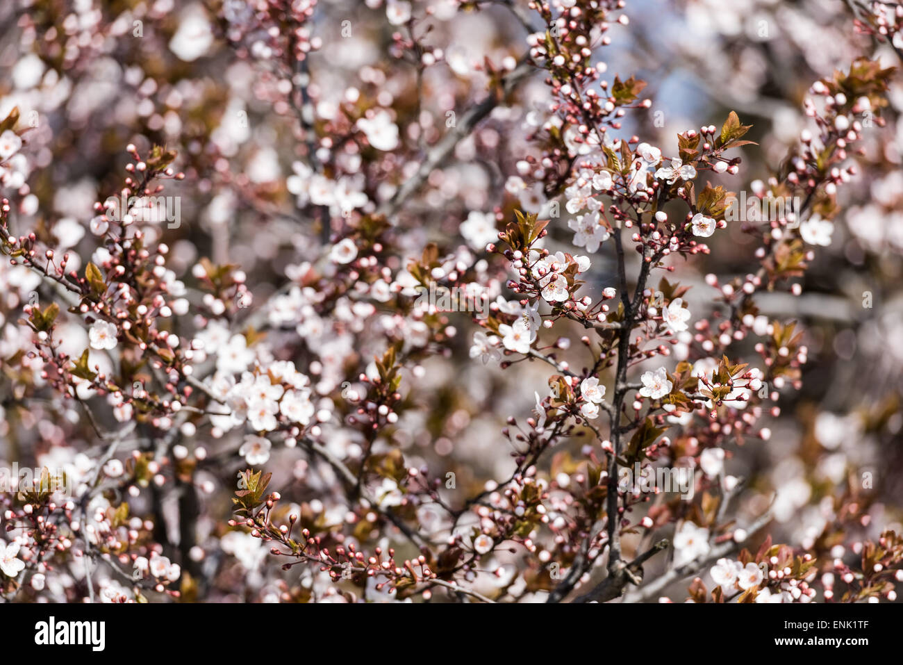Fleurs qui fleurissent au printemps Banque de photographies et d’images ...