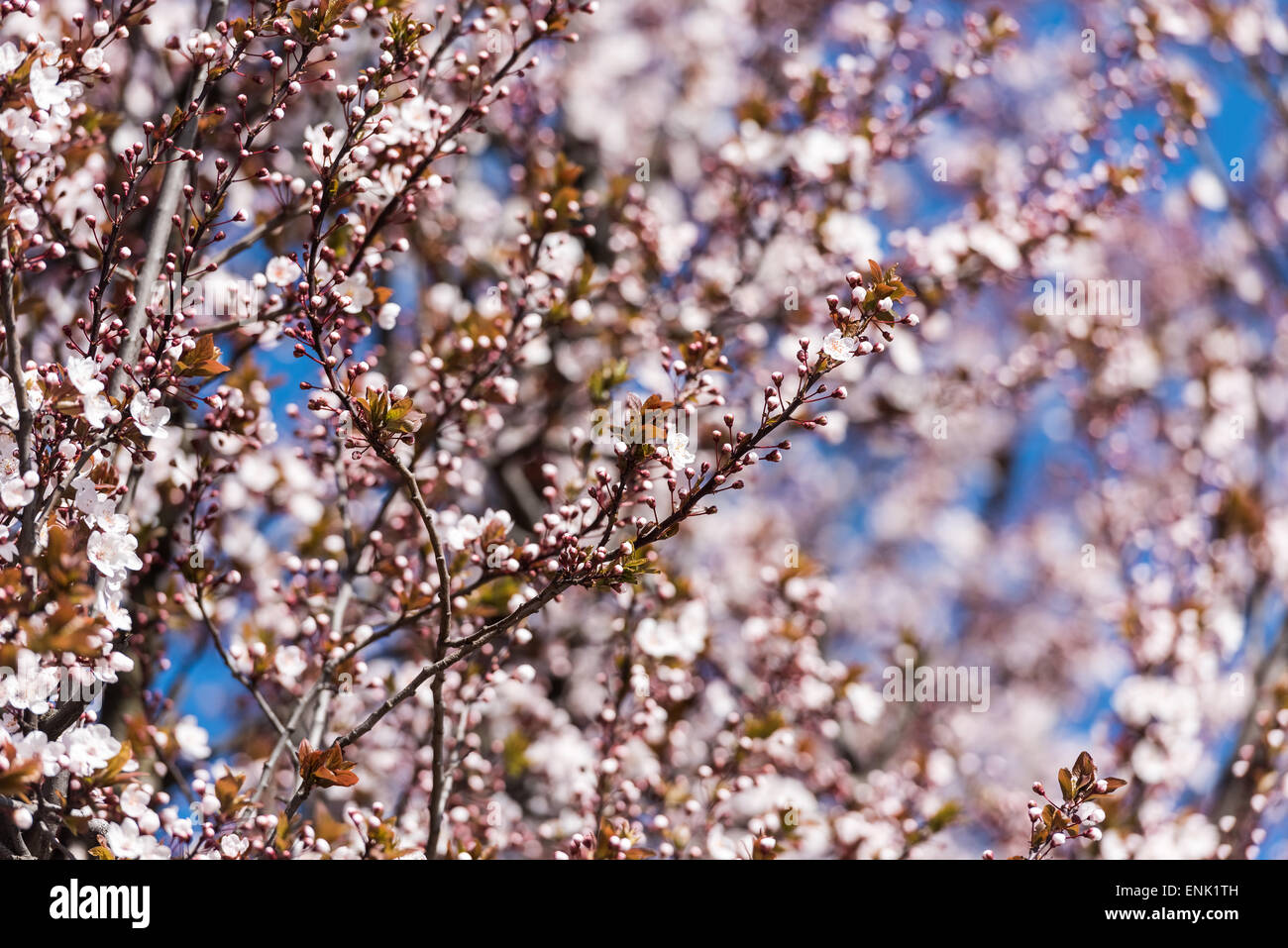 Fleurs qui fleurissent au printemps Banque de photographies et d’images ...