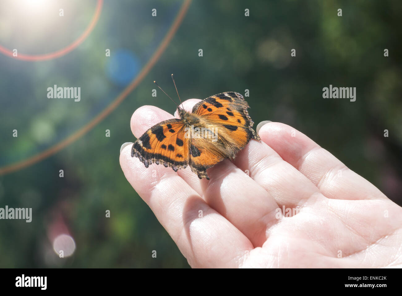 Papillon dans la main humaine Banque de photographies et d’images à ...