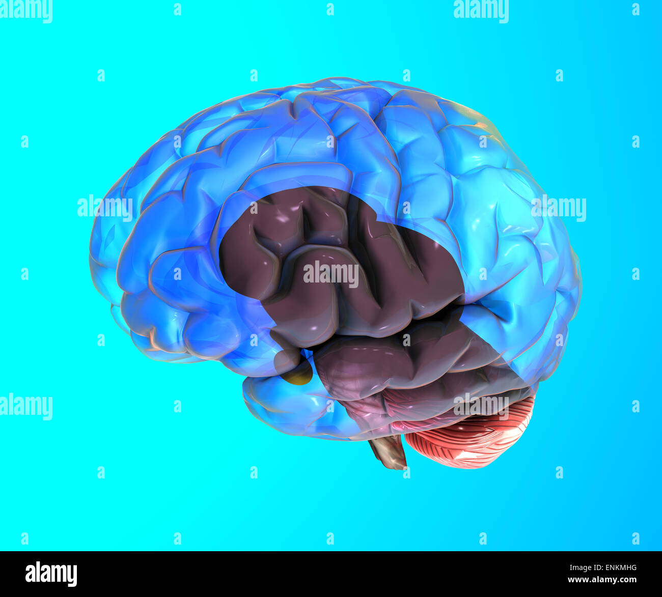 Structure du cerveau Banque de photographies et d’images à haute ...