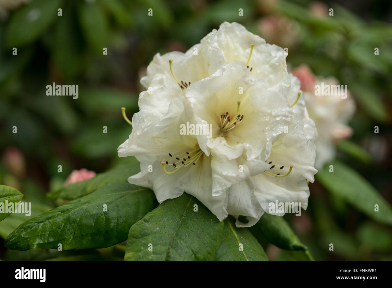 Rhododendron adriaan koster Banque de photographies et d’images à haute ...