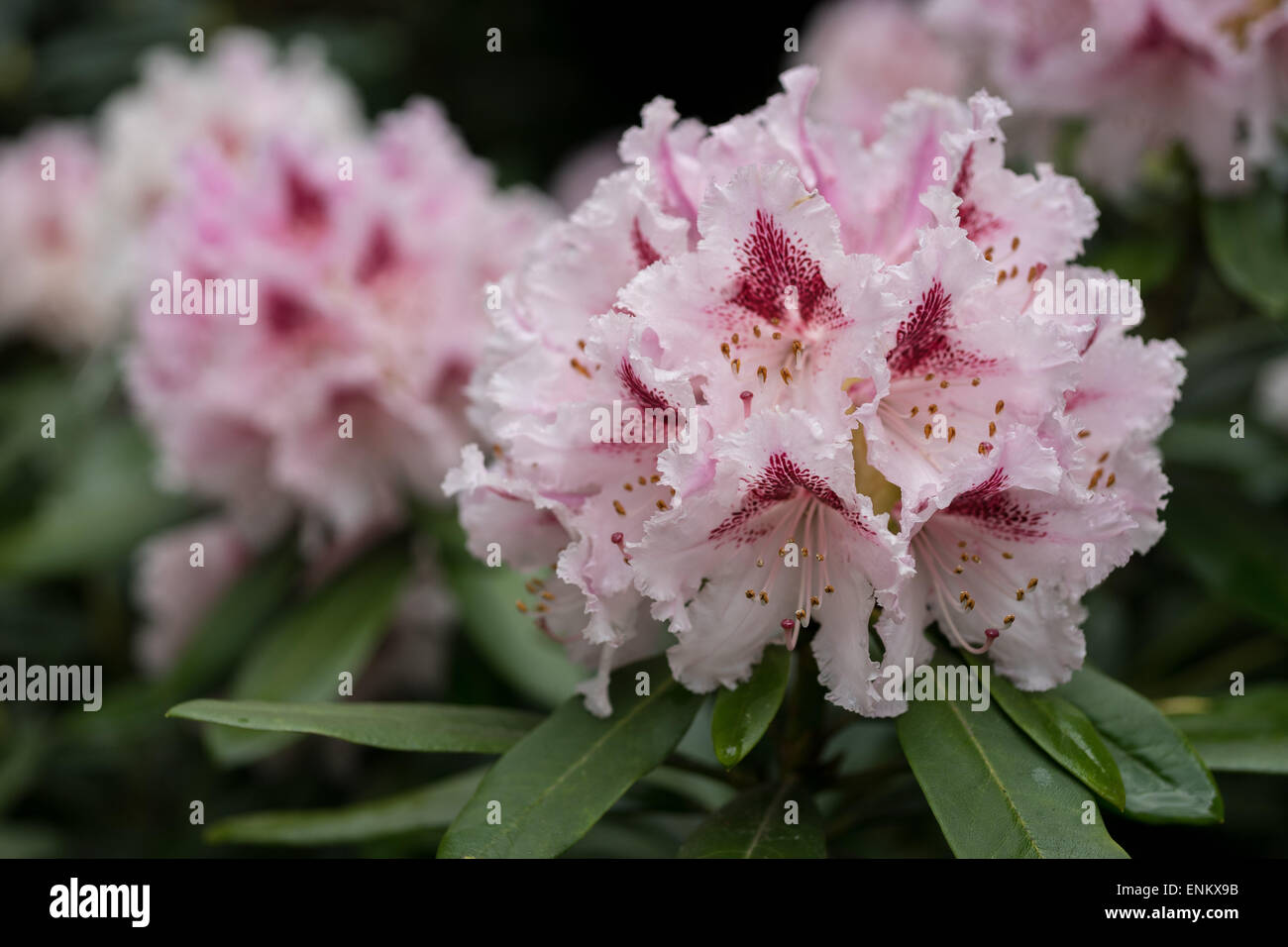 Adriaan koster Banque de photographies et d’images à haute résolution ...