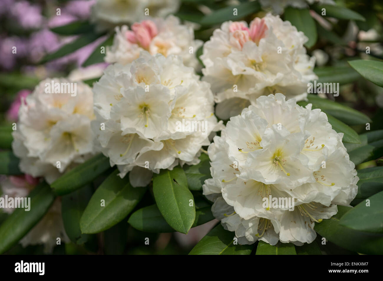 Rhododendron adriaan koster Banque de photographies et d’images à haute ...