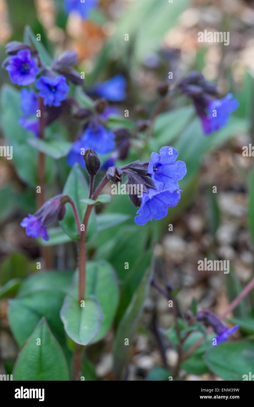 Pulmonaria bleu Banque de photographies et d’images à haute résolution ...