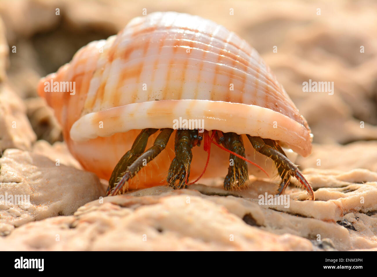 Porter le crabe Banque de photographies et d’images à haute résolution ...