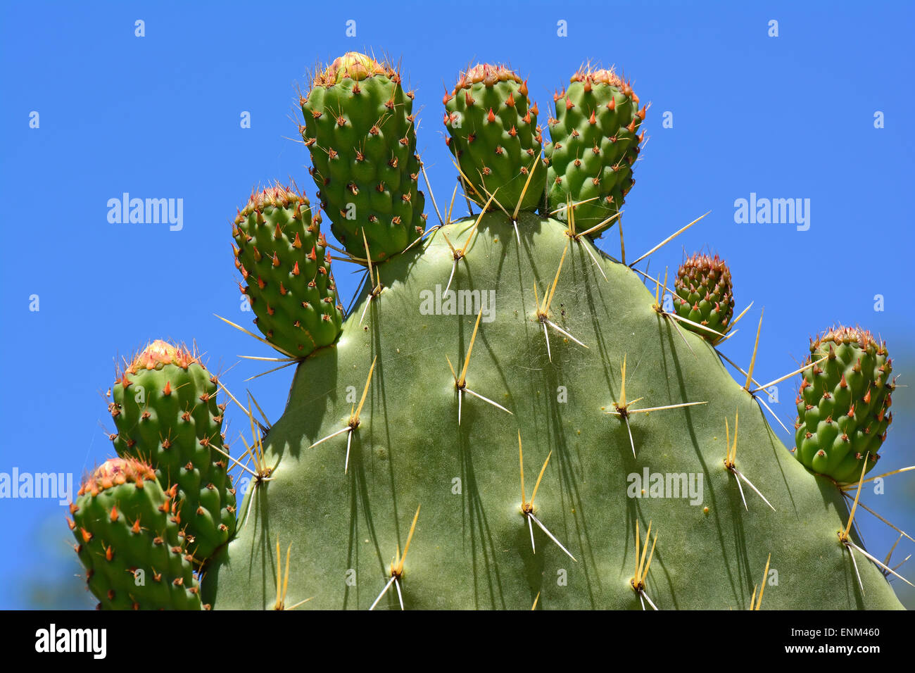 Sabra plant Banque de photographies et d’images à haute résolution - Alamy