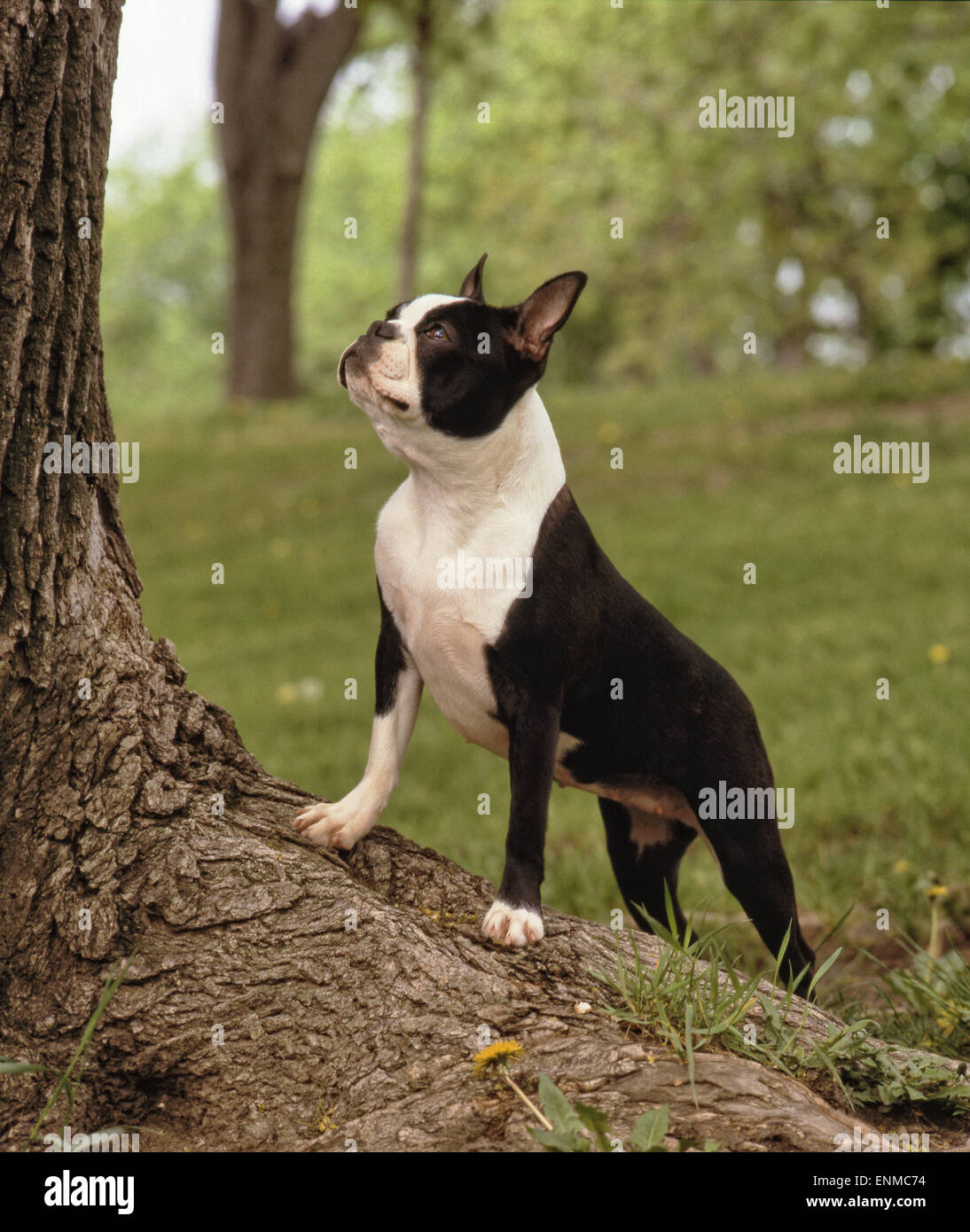 Boston bull terrier Banque de photographies et d’images à haute ...