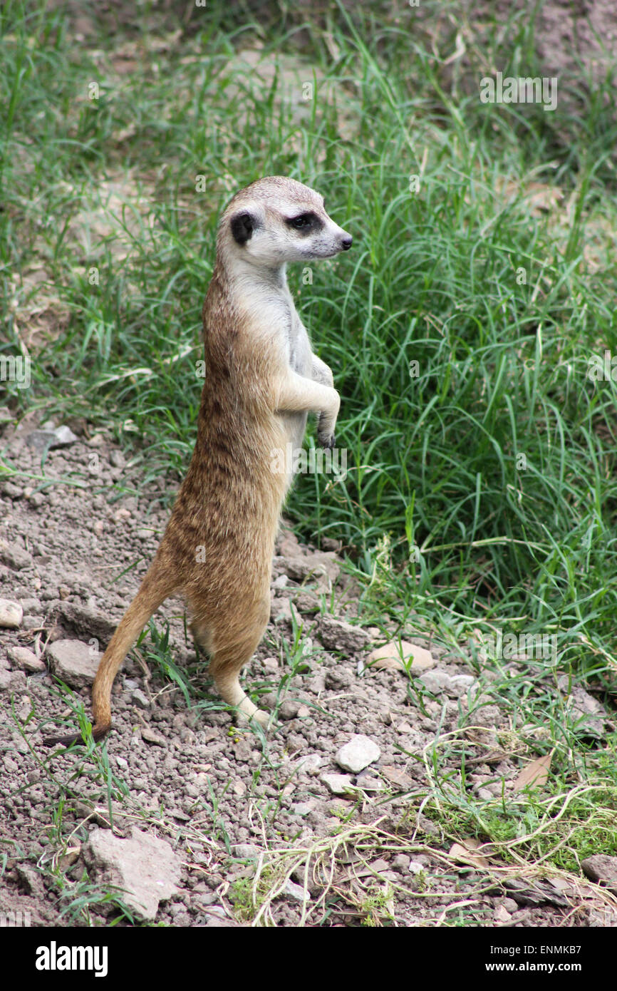 Meerkat colony Banque de photographies et d’images à haute résolution ...