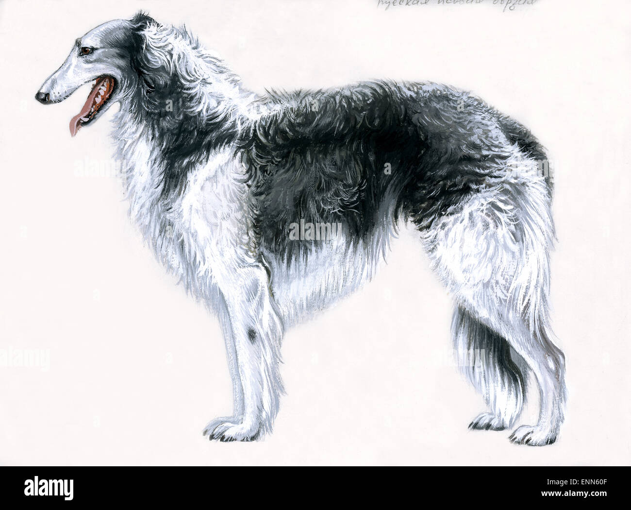 Chasse royale russe Banque de photographies et d’images à haute ...