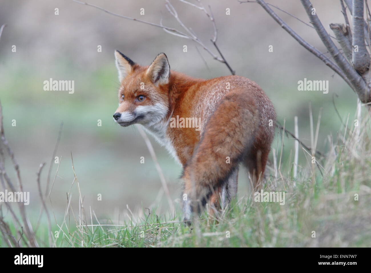 Portrait d'un renard roux, Vulpes vulpes Photo Stock - Alamy
