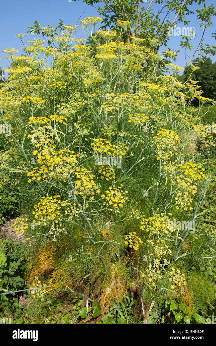 Fenouil, Foeniculum vulgare, Fenchel, Foeniculum officinale, le fenouil ...