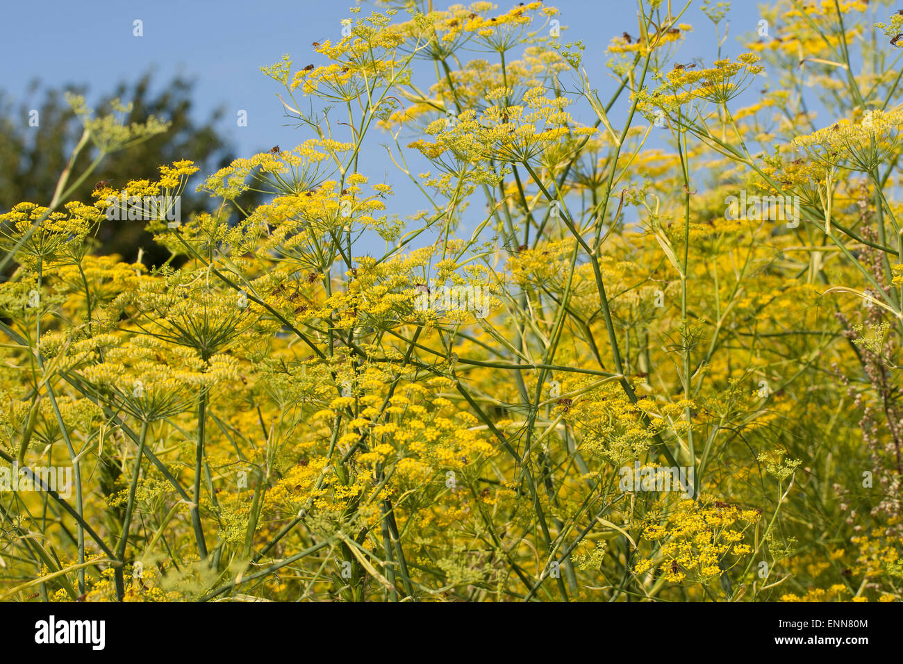 Fenouil, Foeniculum vulgare, Fenchel, Foeniculum officinale, le fenouil ...