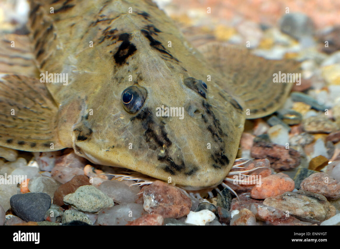 Suckermouth catfish Banque de photographies et d’images à haute ...
