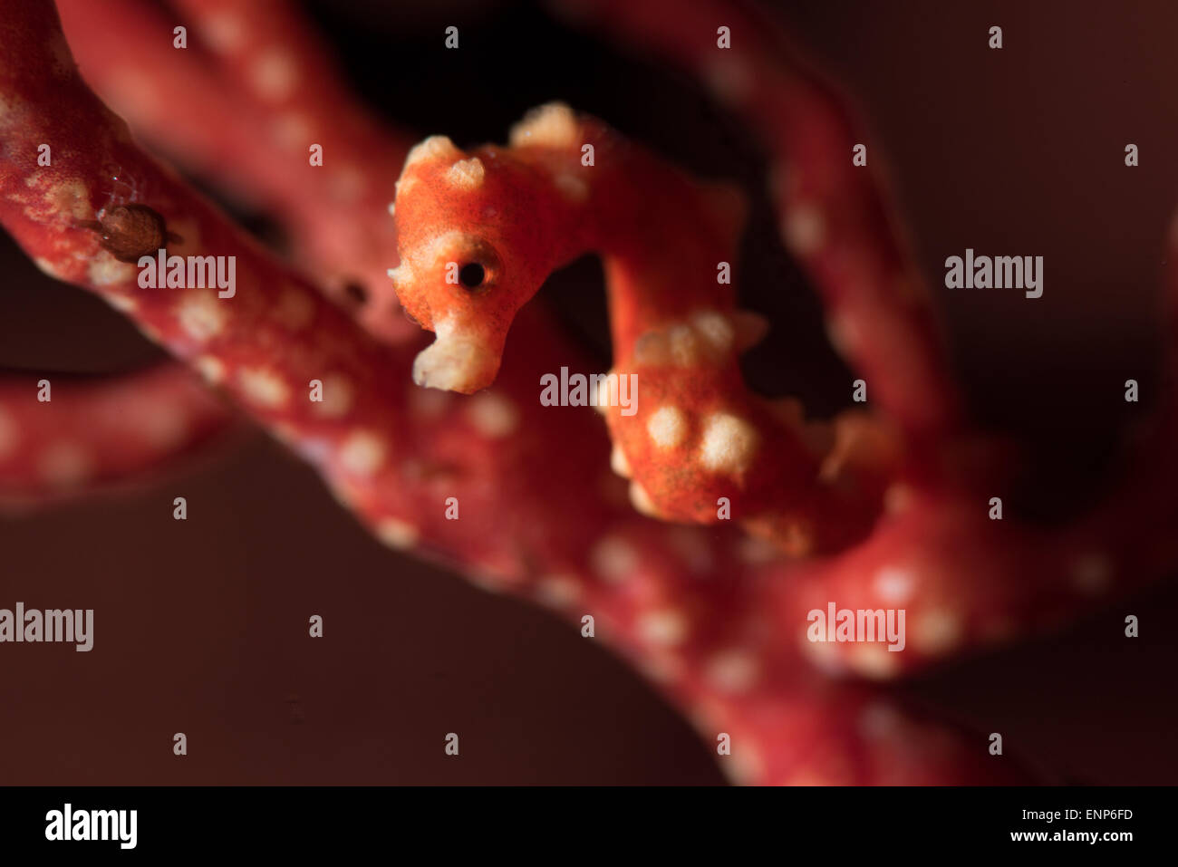 Un père noël rouge hippocampe pygmée avec taches blanches ( hippocamus ...