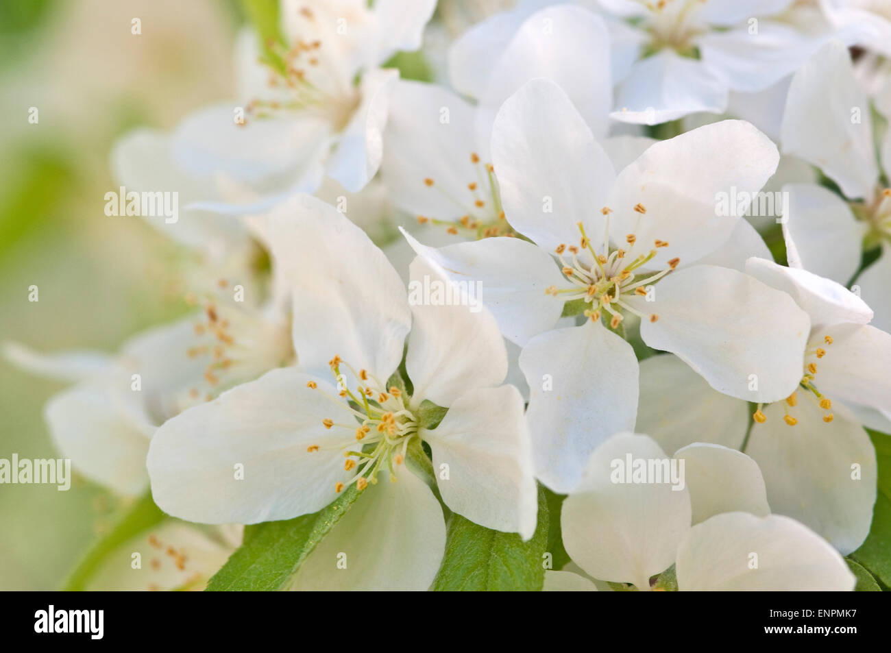 Fleurs de pommetier blanc Banque de photographies et d’images à haute ...