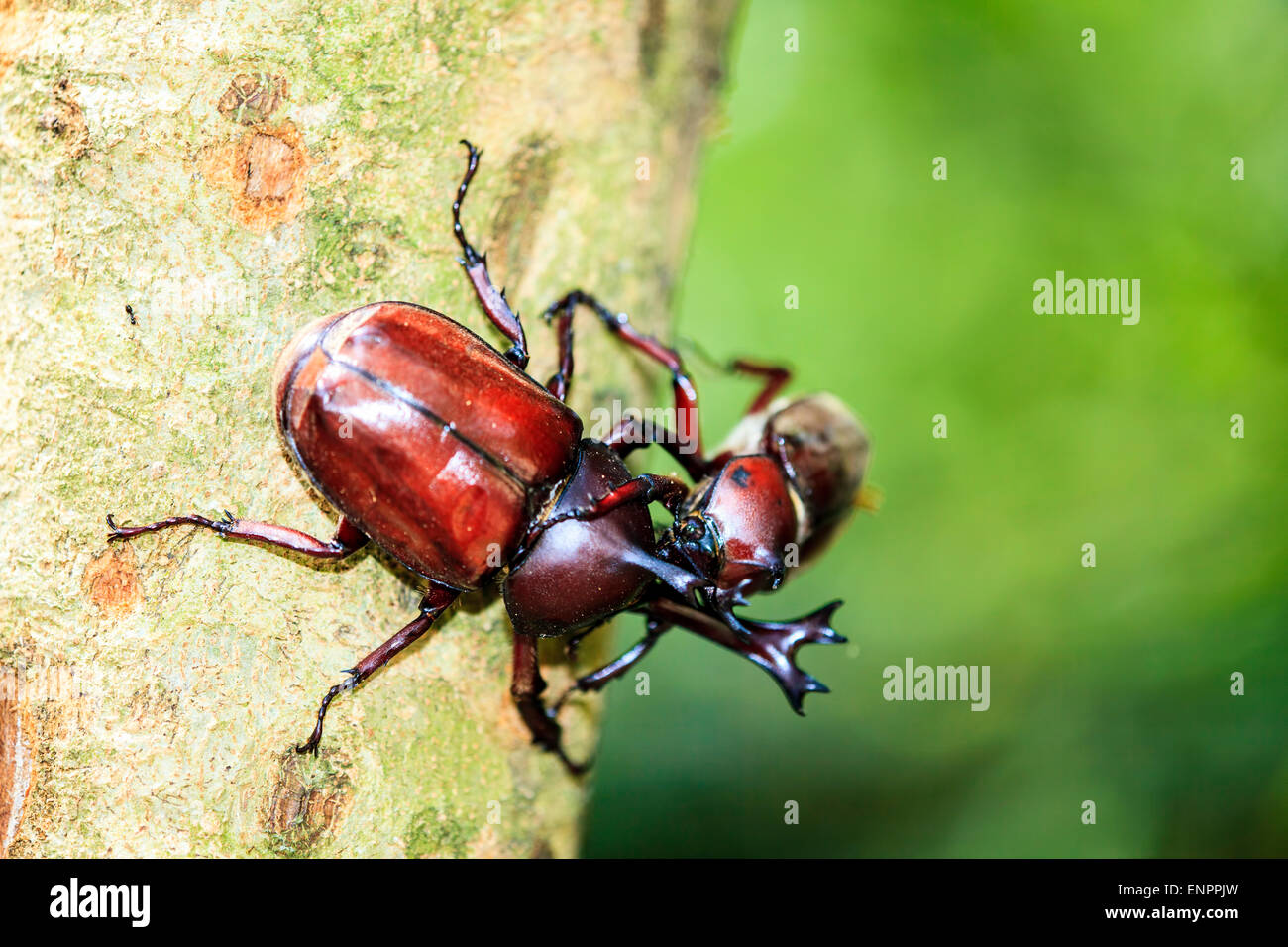 Du scarabée rhinocéros, Rhino beetle, Hercules beetle, Unicorn beetle ...