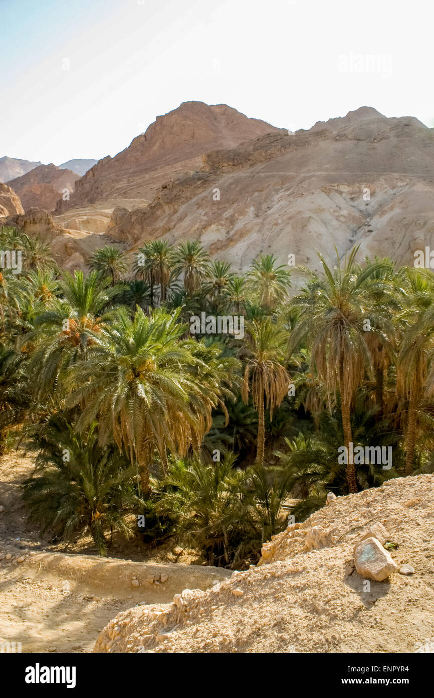 Oasis chebika tunisie Banque de photographies et d’images à haute résolution - Alamy