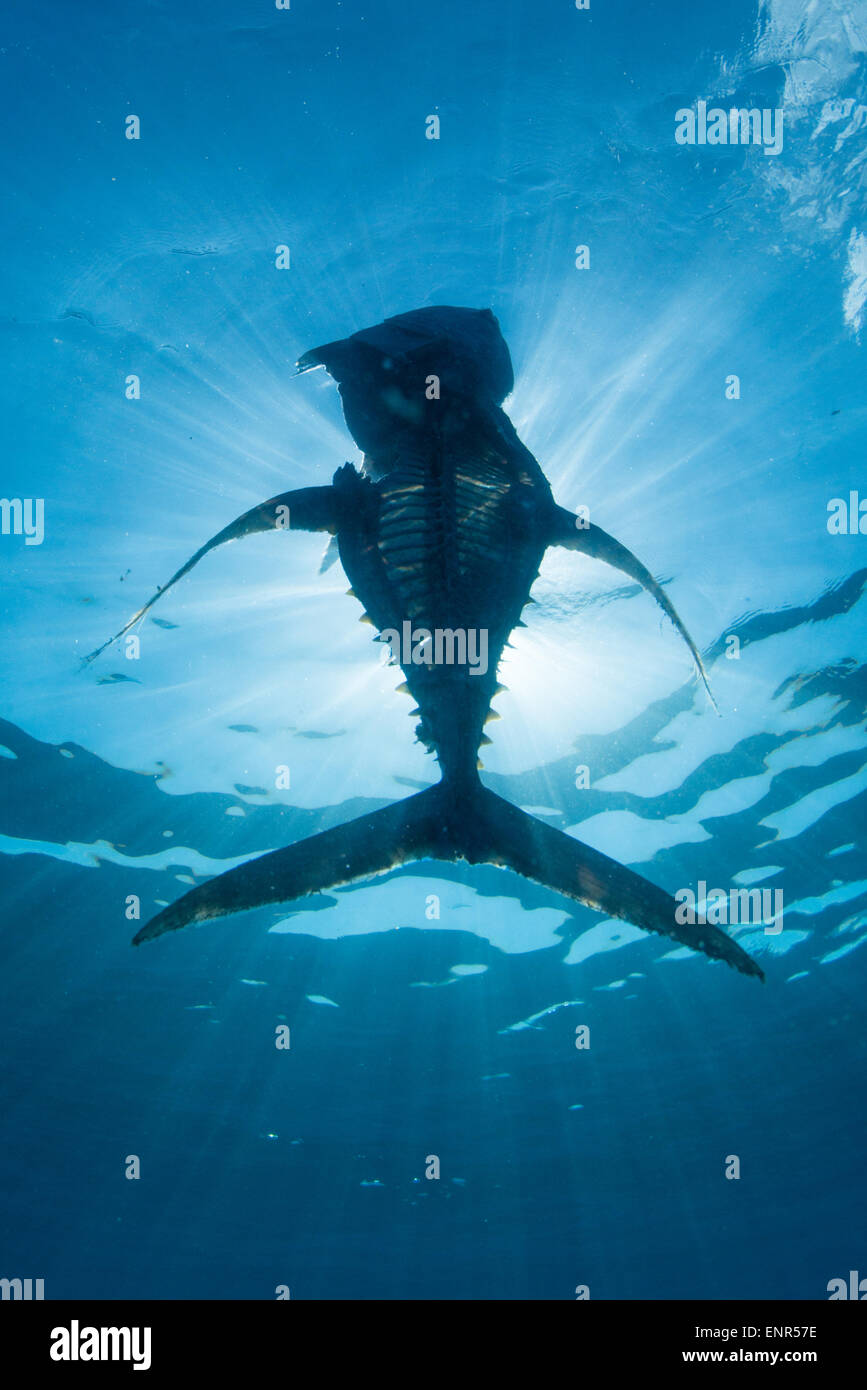 Tuna carcass Banque de photographies et d’images à haute résolution - Alamy