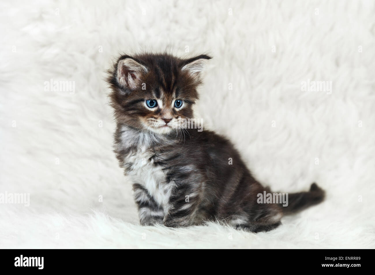 Petit Chaton Maine coon gris aux yeux bleus posant sur fond blanc ...