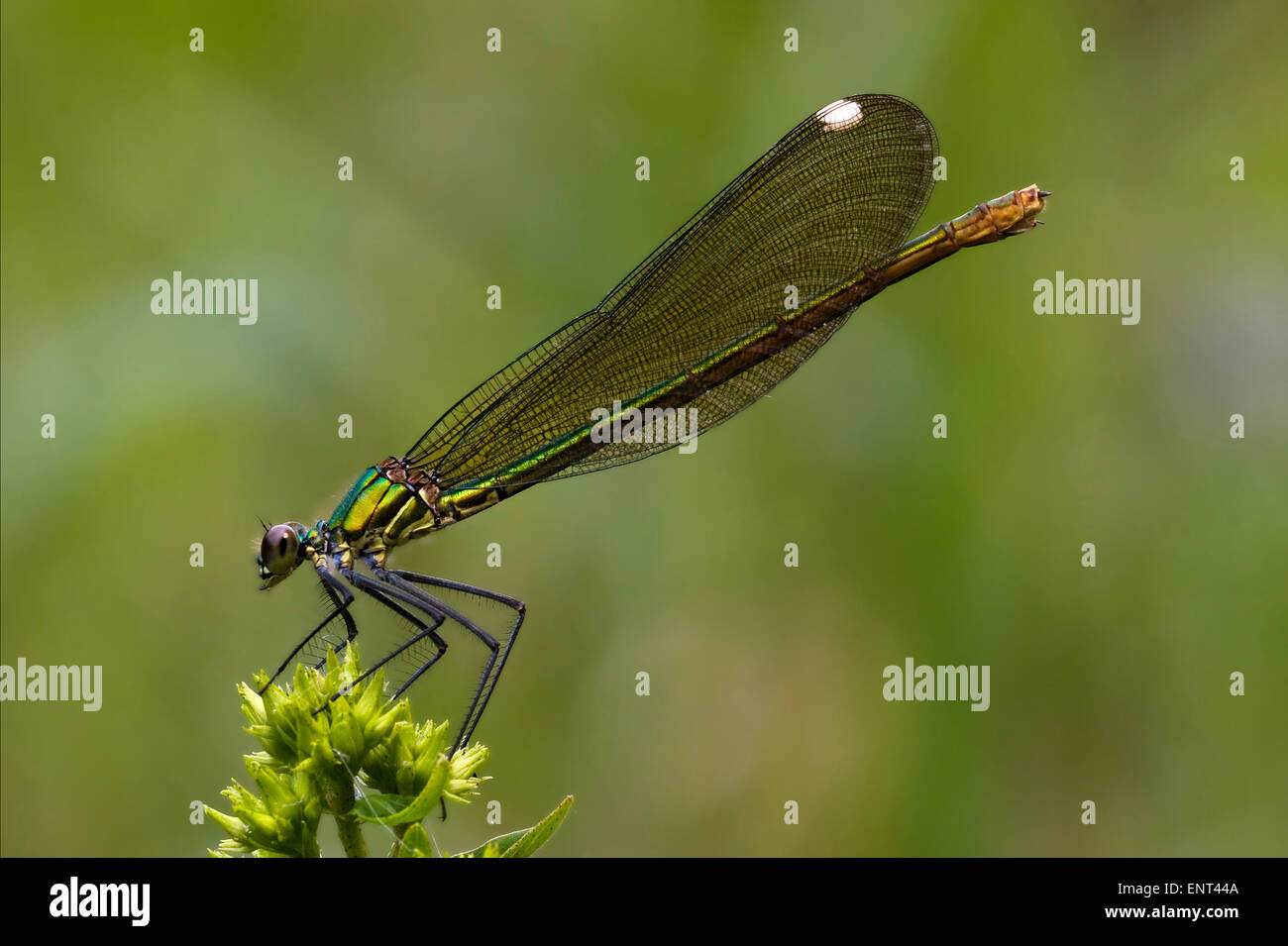 Côté de wild or vert de Coenagrion puella libellule sur une fleur dans ...