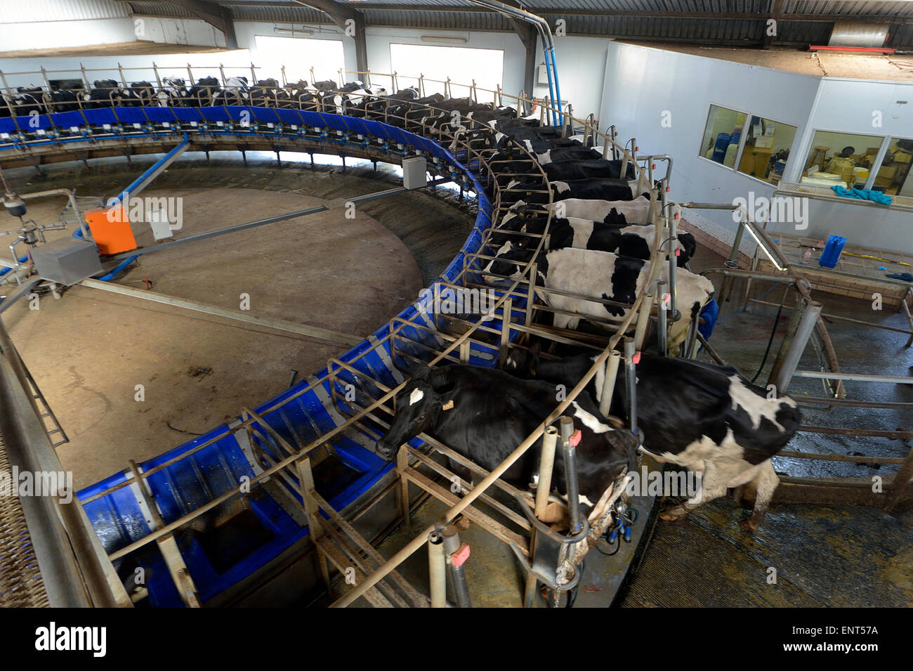 Production de lait Banque de photographies et d’images à haute ...