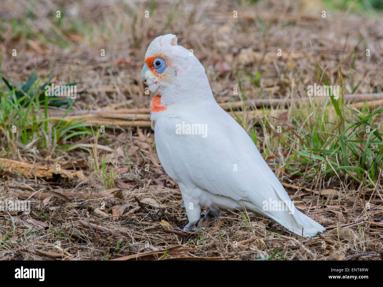Long billed corella Banque de photographies et d’images à haute ...