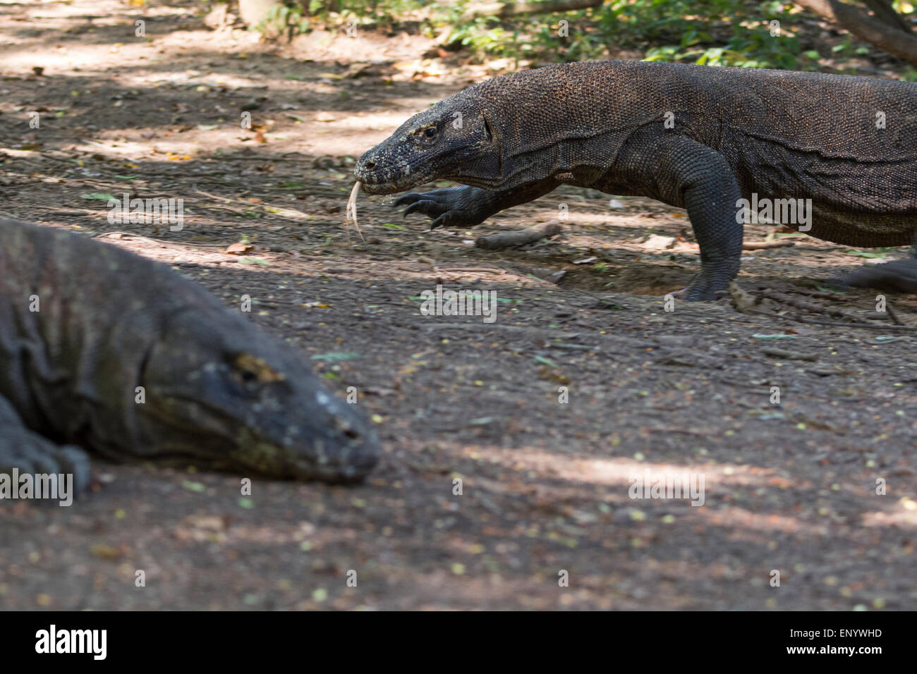 L'Indonésie, l'île de Komodo. Le Parc National de Komodo, UNESCO World ...