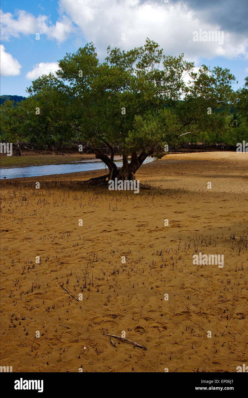 Arbre dans la réserve de Lokobe dans la côte de madagascar Photo Stock ...