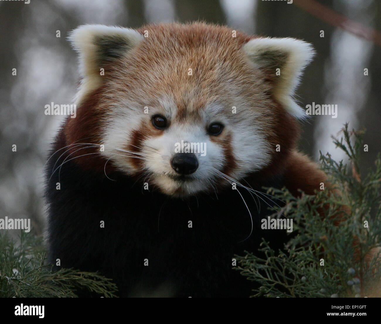 Panda roux profile Banque de photographies et d’images à haute ...
