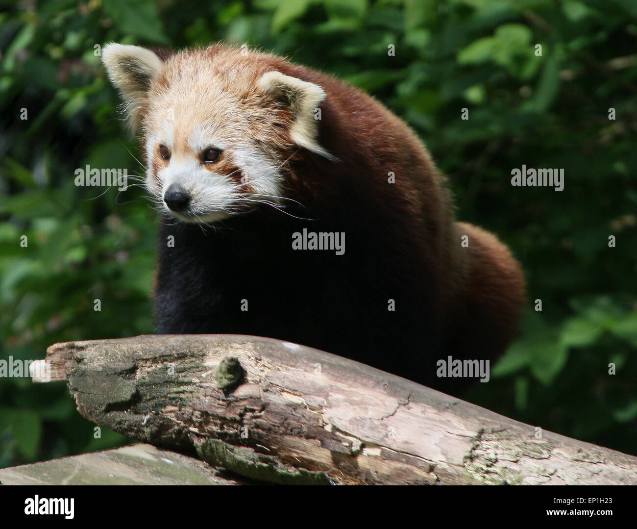 Panda rouge profil Banque de photographies et d’images à haute ...