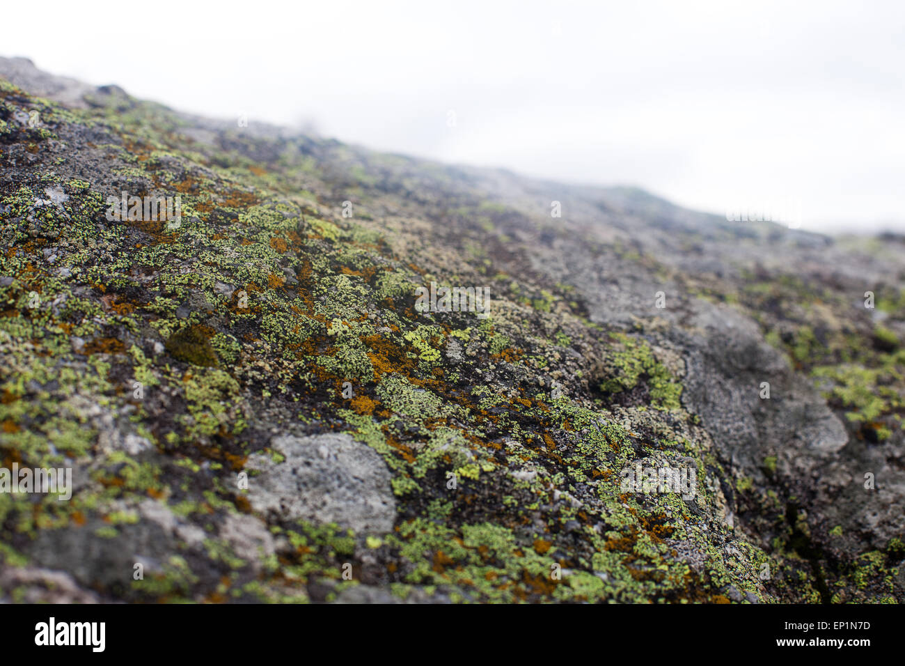 Mousse et lichen sur rocher Banque de photographies et d’images à haute ...