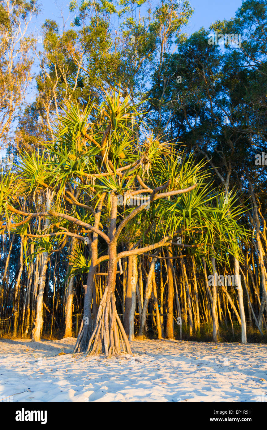 Pandanus island Banque de photographies et d’images à haute résolution ...