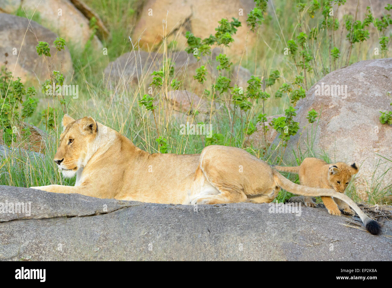 Lion mordant queue de lionne Banque de photographies et d’images à ...