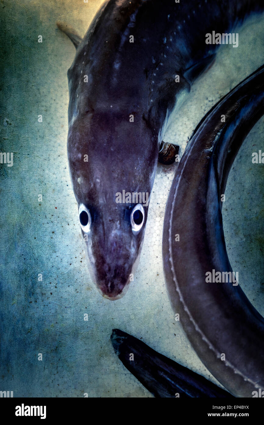 Anguille poisson anguille Banque de photographies et d’images à haute ...