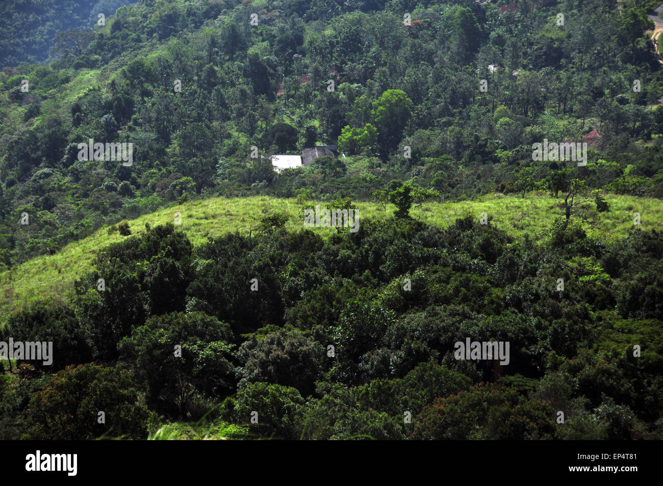 Teintes de vert Banque de photographies et d’images à haute résolution ...