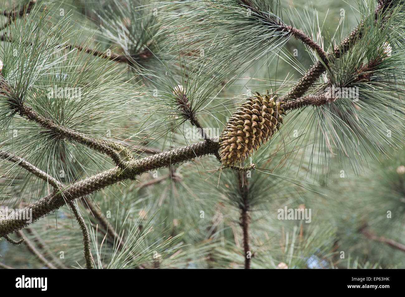 Pinus coulteri. Coulter pine tree et cône de pin Photo Stock - Alamy