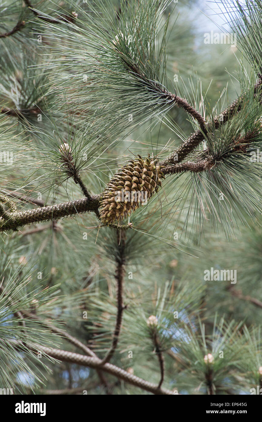 Coulter pine cones Banque de photographies et d’images à haute ...