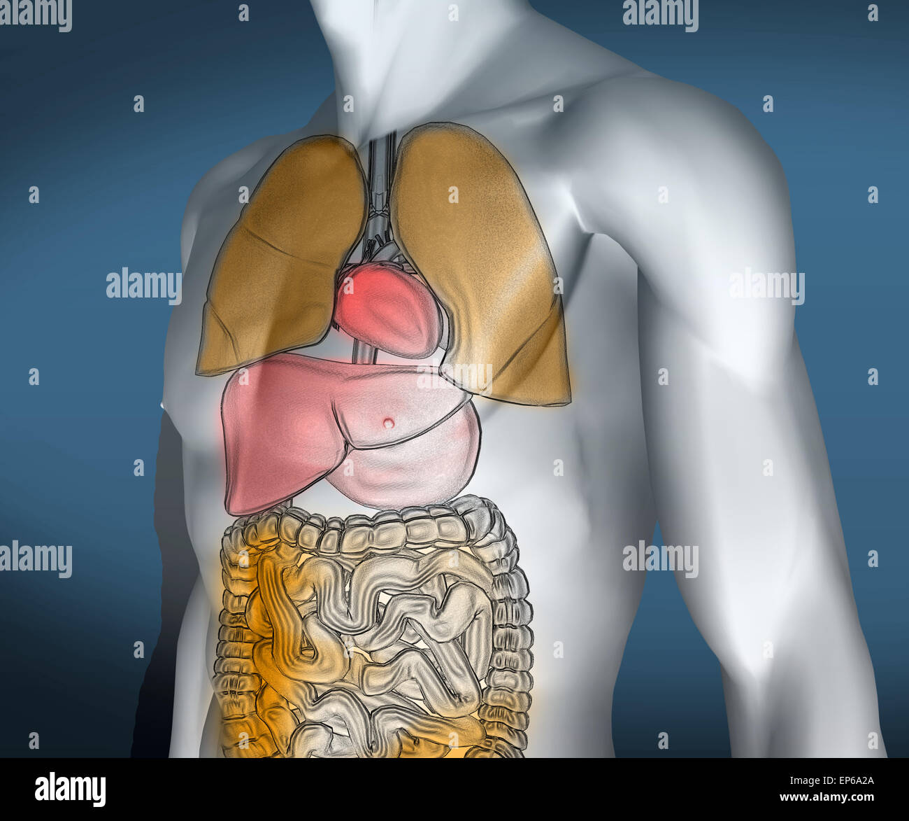 Transparent human body internal organs Banque de photographies et d ...