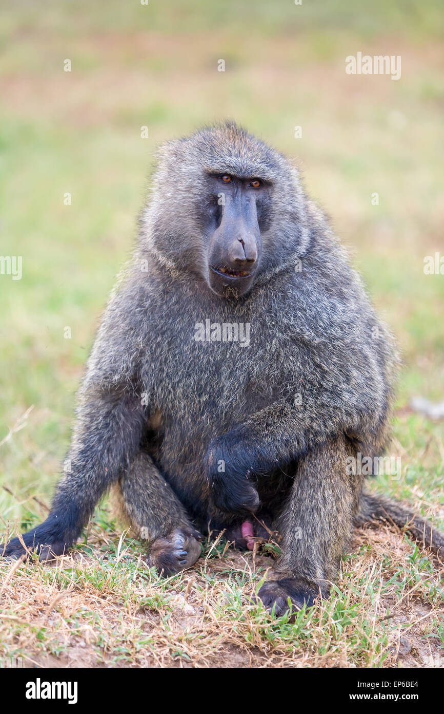 Babouin drôle se bouchent Banque de photographies et d’images à haute ...