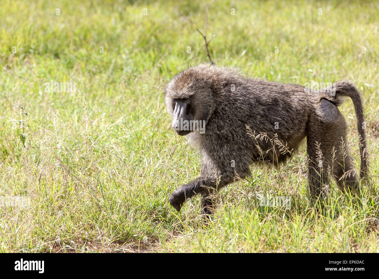Babouin drôle se bouchent Banque de photographies et d’images à haute ...