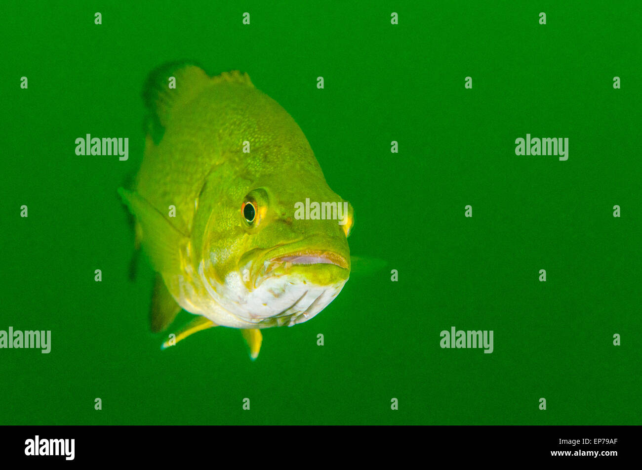 Achigan a petite bouche Banque de photographies et d’images à haute ...