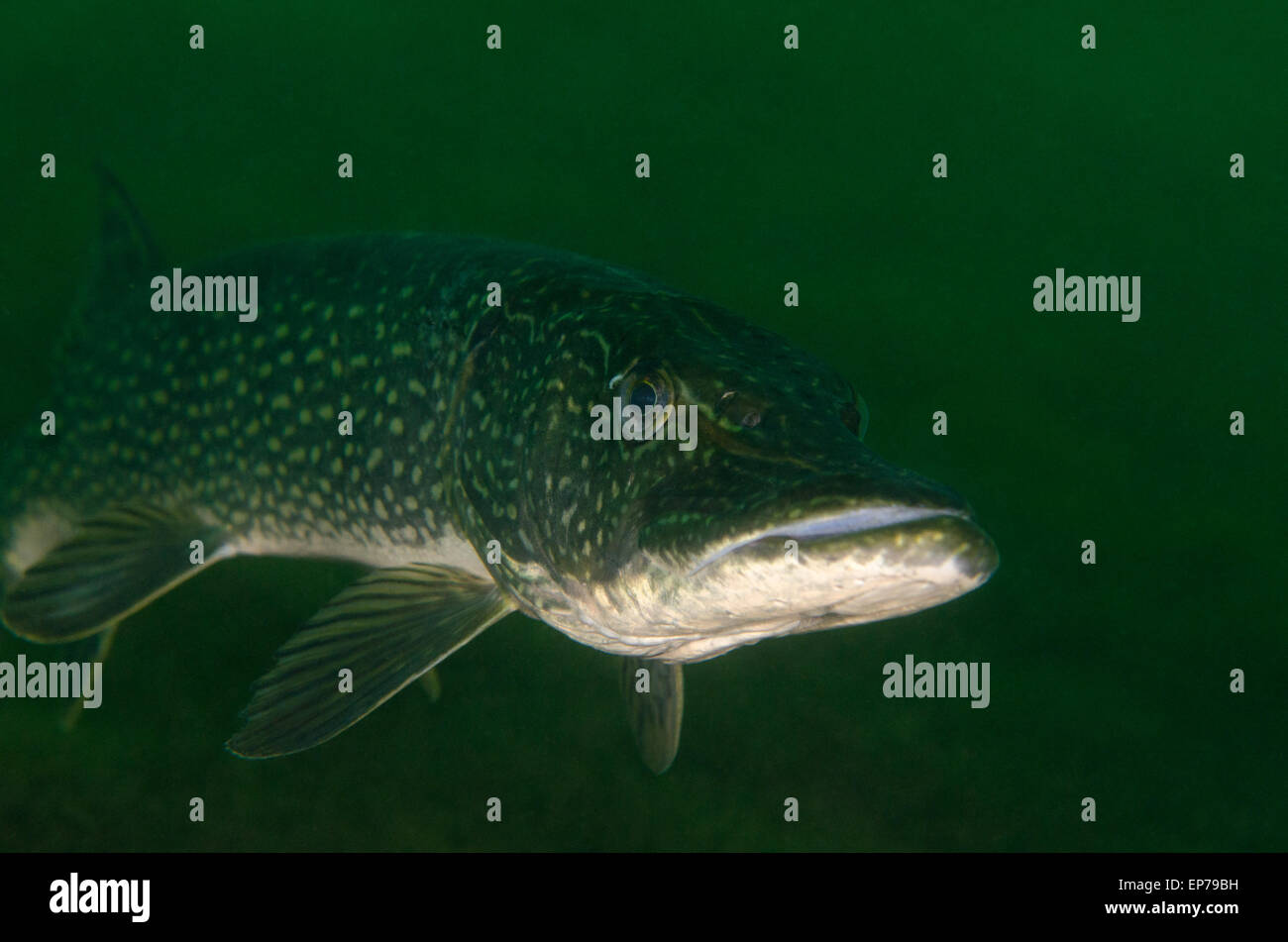 Grand brochet esox lucius Banque de photographies et d’images à haute ...
