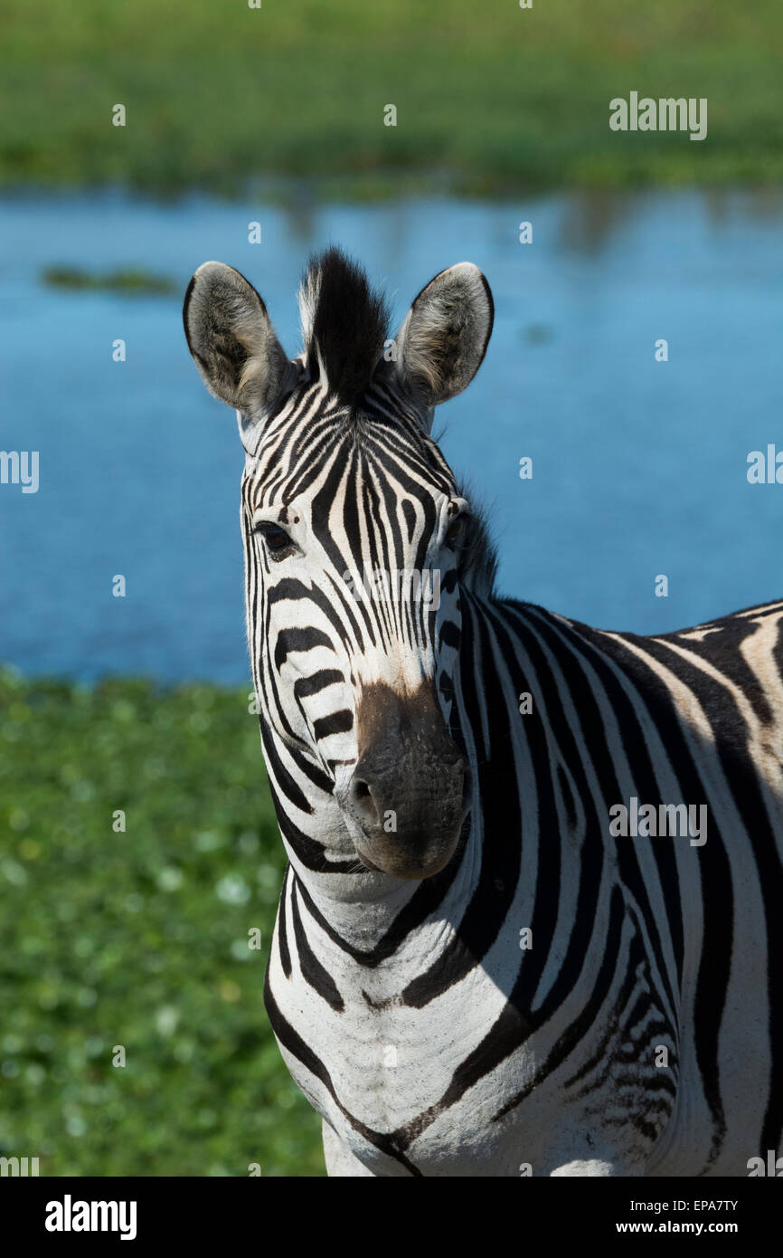 L'Afrique du Sud, Durban. Tala Game Reserve. Zèbre des plaines (Equus ...