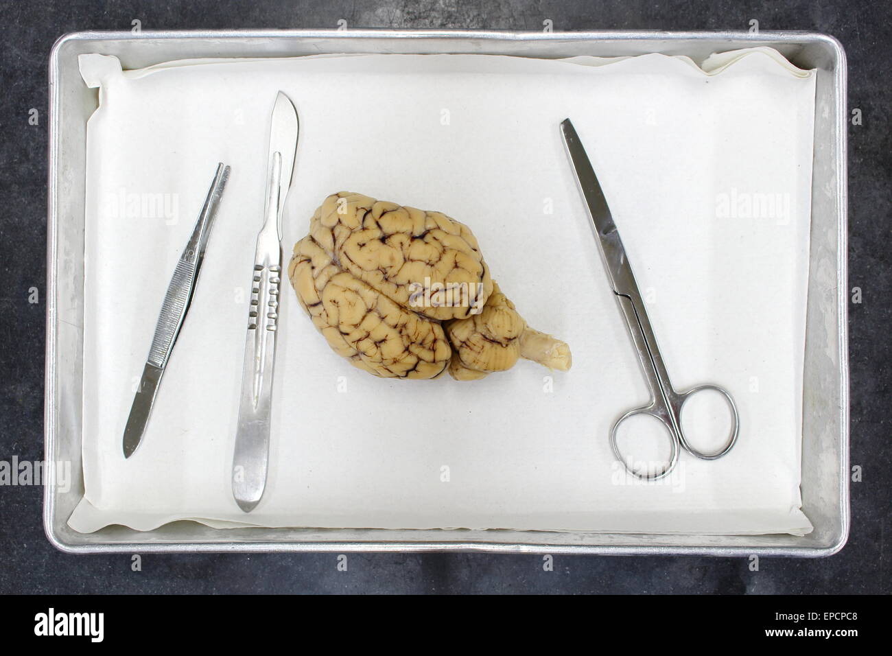 La dissection du cerveau de mouton sur un plateau avec un scalpel et ...