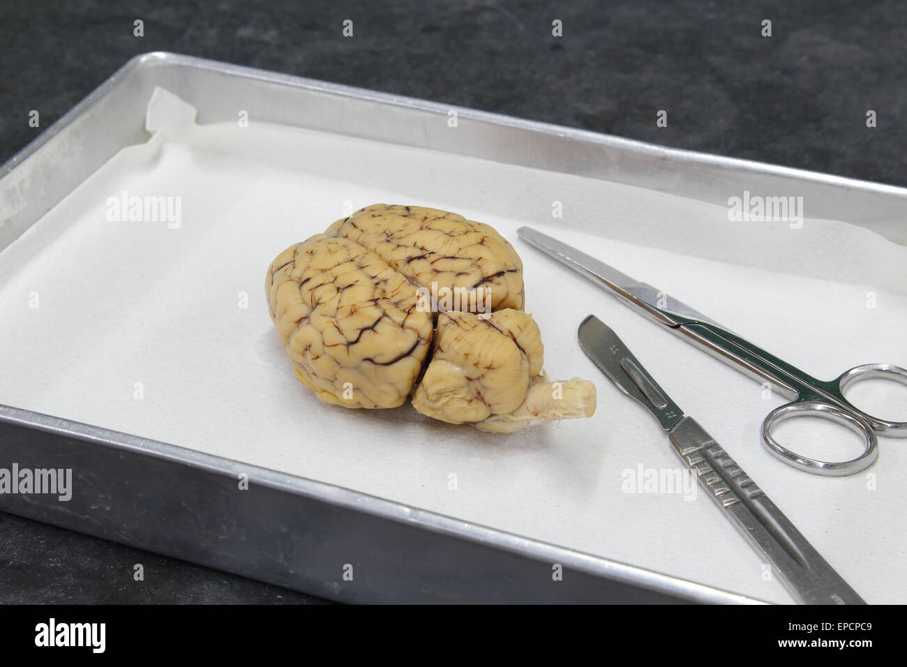La dissection du cerveau de mouton sur un plateau avec un scalpel et ...
