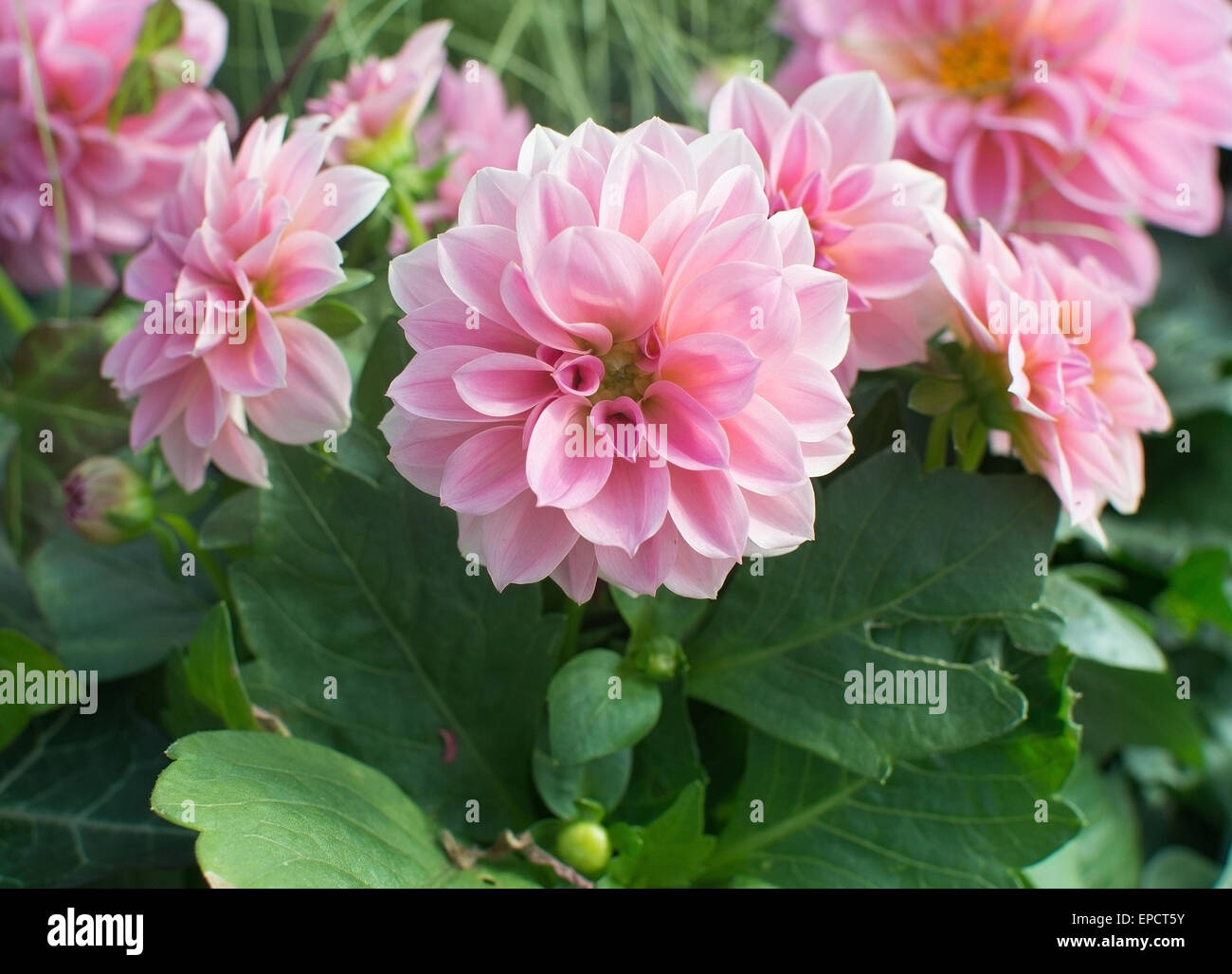 Fleurs de dahlia rose Banque de photographies et d’images à haute ...