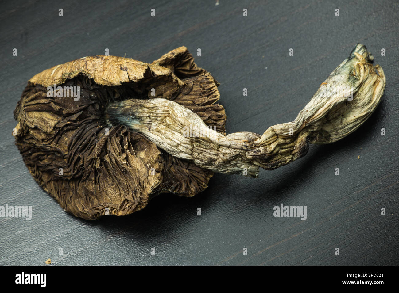 Psilocybin mushroom Banque de photographies et d’images à haute ...