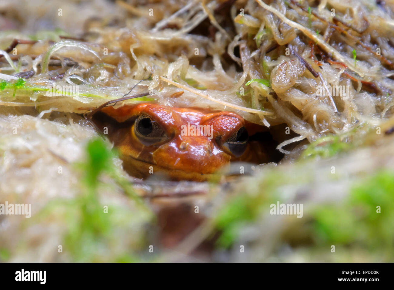 Grenouille tomate dyscophus antongilii microhylidae Banque de ...